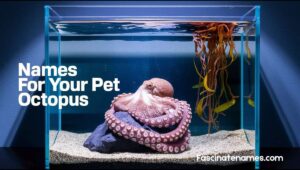 560+ Cute & Funny Octopus Names + Generator - Fascinate Names