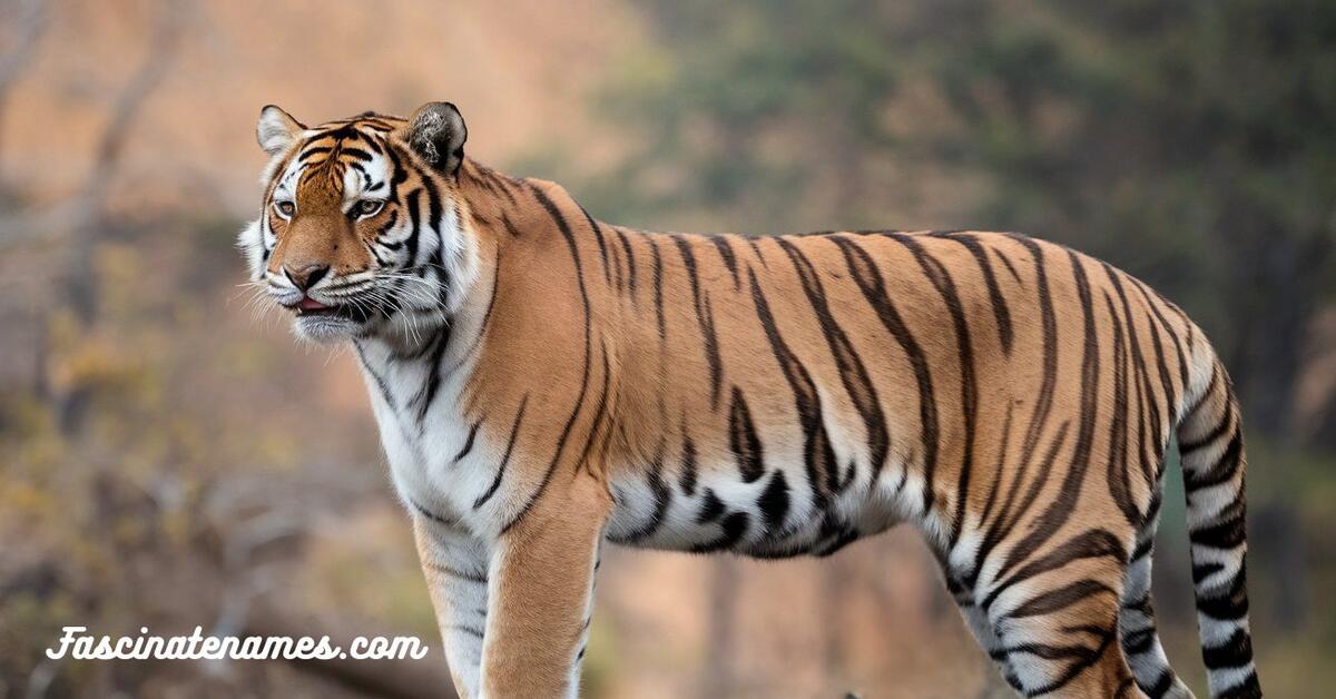 Powerful Tiger Names for 2025: Unique Ideas & Generator - Fascinate Names