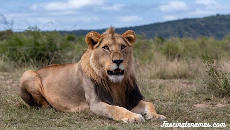 Lion Names Ideas & Generator: The King of Jungle Awaits - Fascinate Names